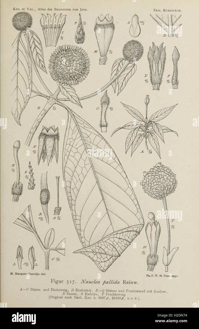 The Atlas of Tree Species of Java presents illustrations and ...