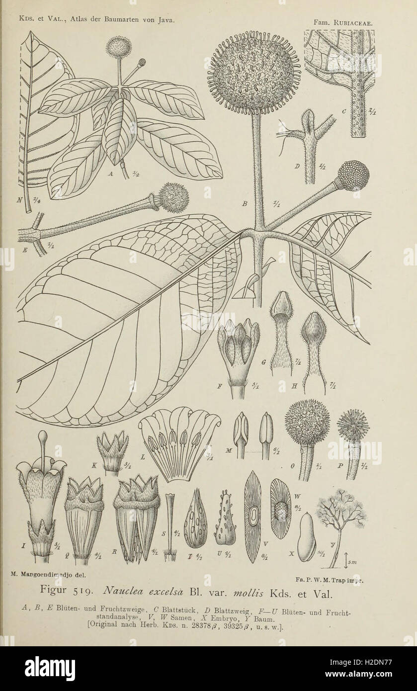 Figure 519 in the Atlas of Tree Species of Java illustrates various ...