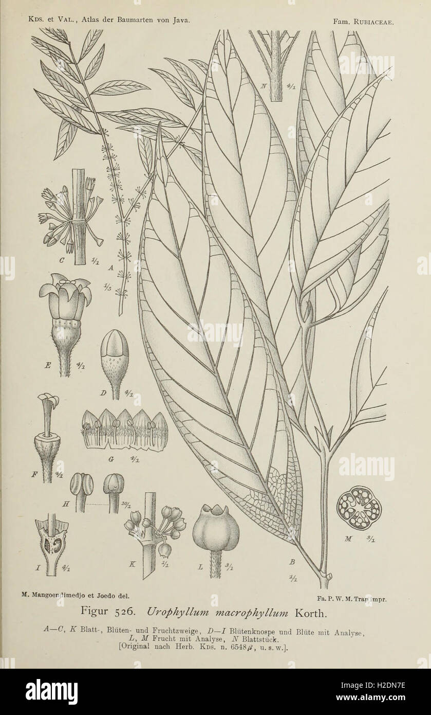 An atlas detailing the various tree species of Java, featuring ...