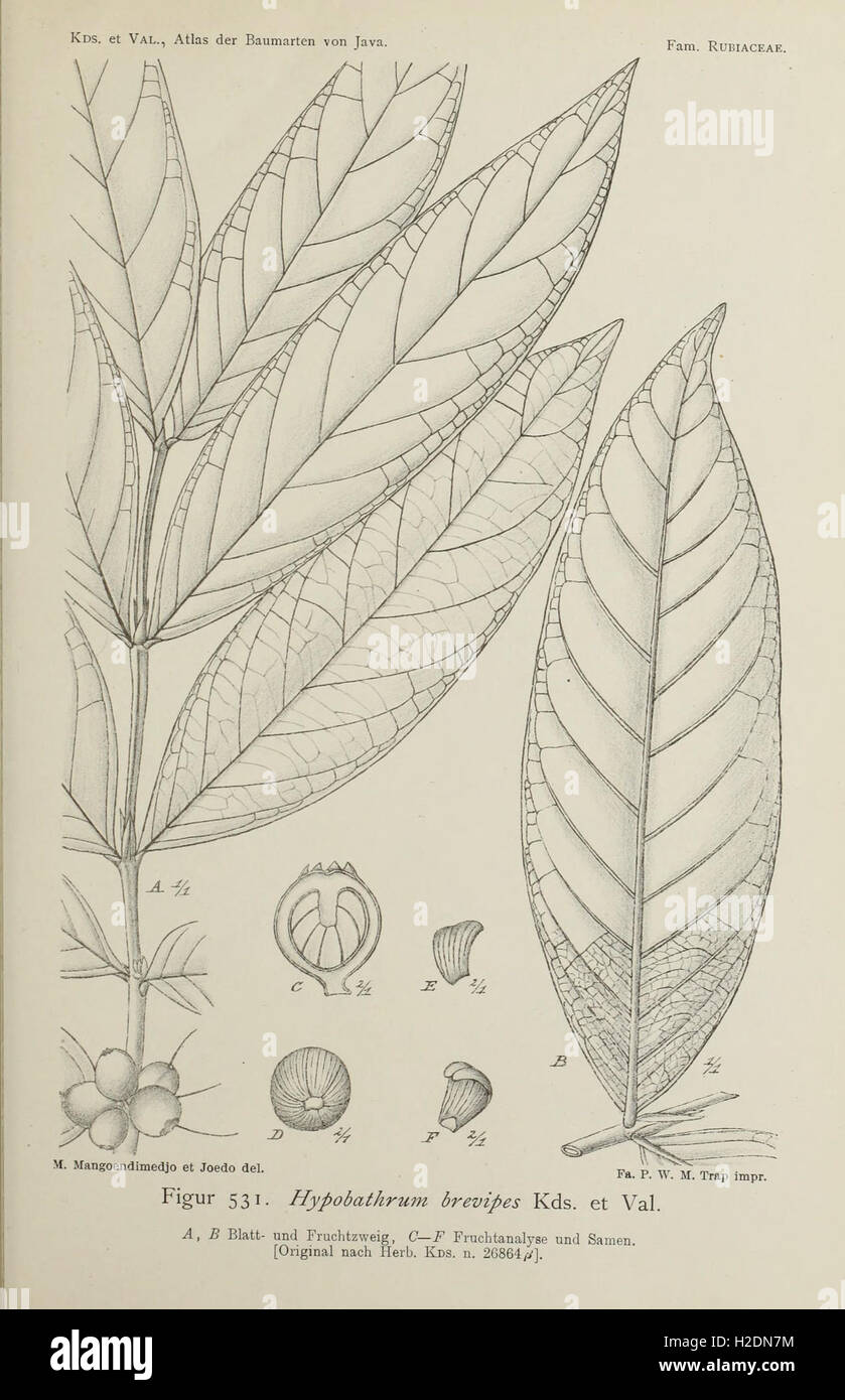 This atlas features illustrations and descriptions of the tree species ...