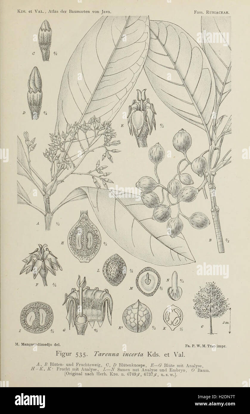 An atlas depicting various tree species of Java, with illustrations and ...