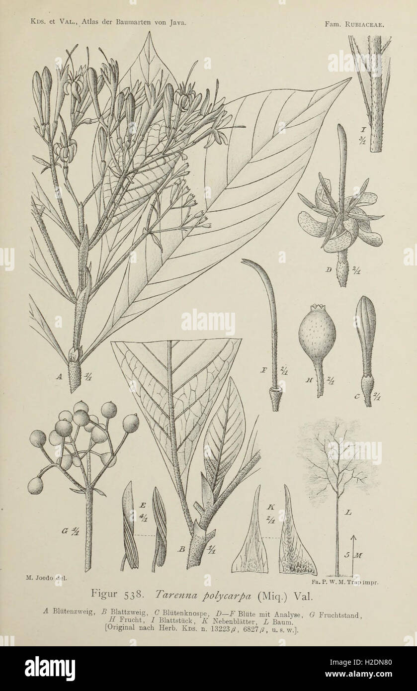 An atlas illustrating the tree species of Java, providing detailed ...