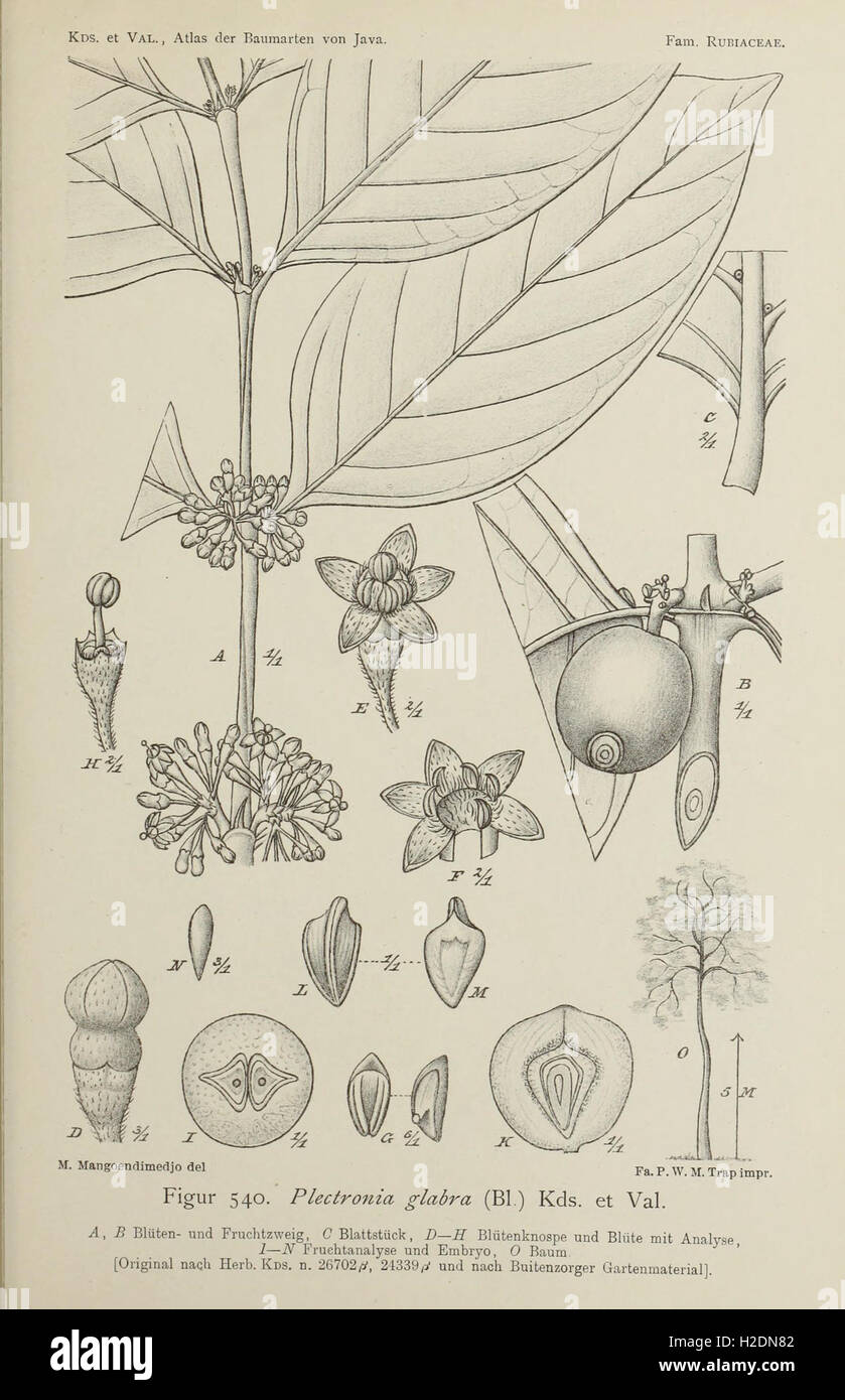 This atlas presents the tree species of Java, with Figure 540 providing ...