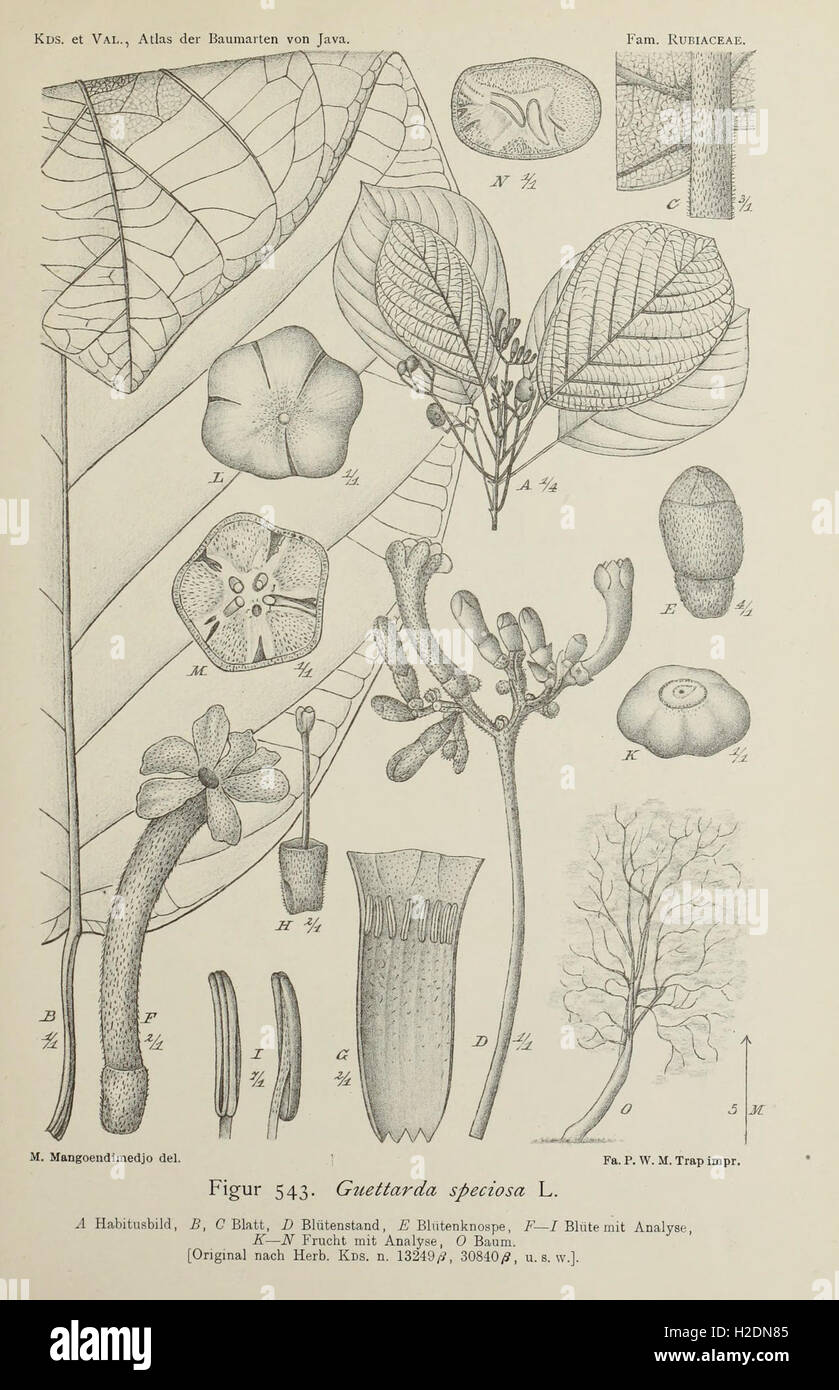 This atlas focuses on the tree species of Java, providing illustrations ...