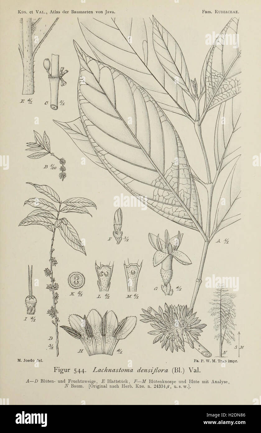 This atlas provides a detailed record of tree species native to Java ...