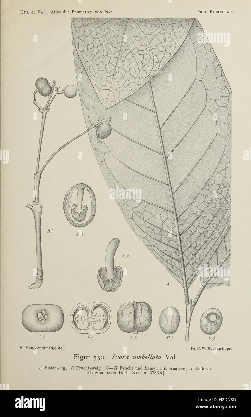 An atlas featuring the tree species found in Java, with illustrations ...