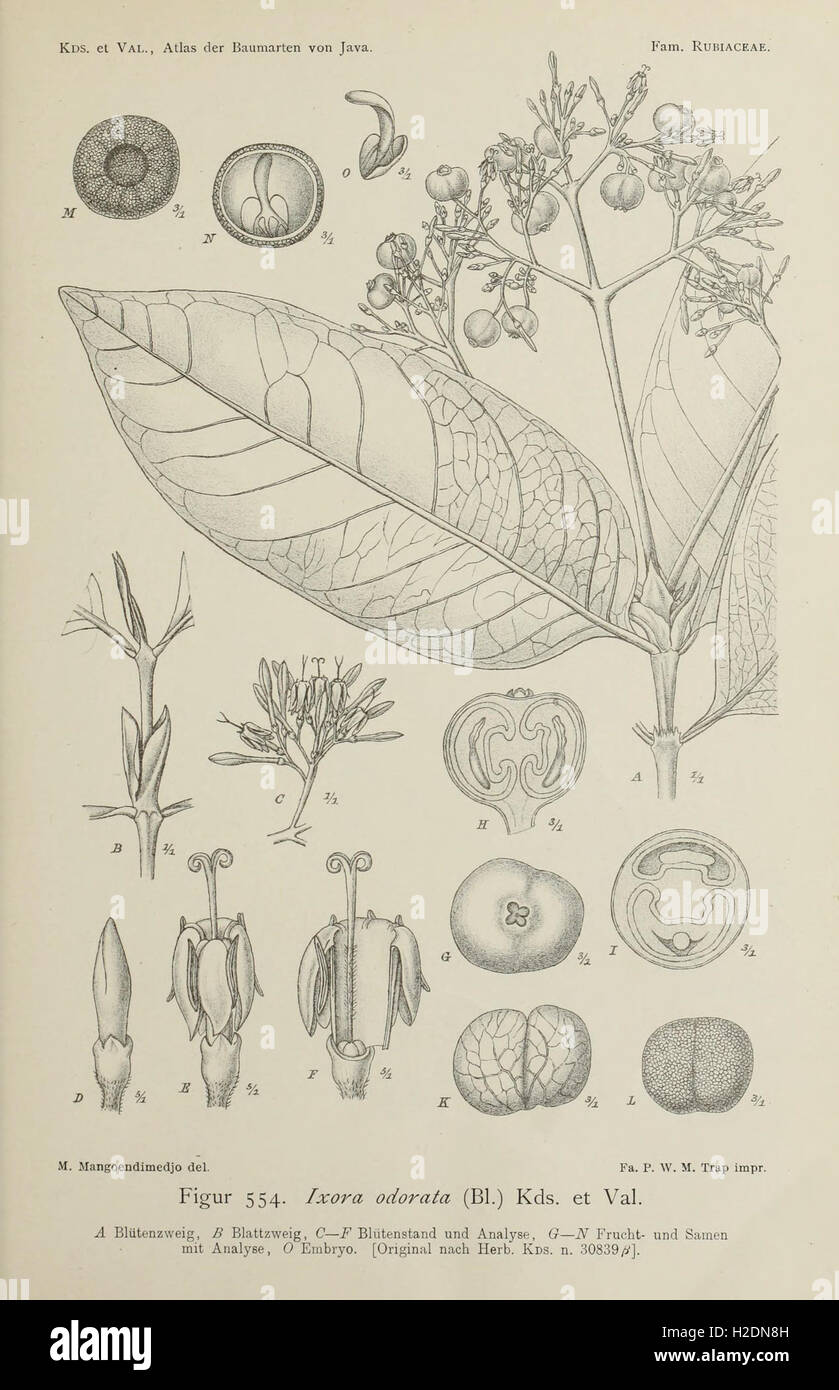 This atlas features a comprehensive collection of tree species from ...