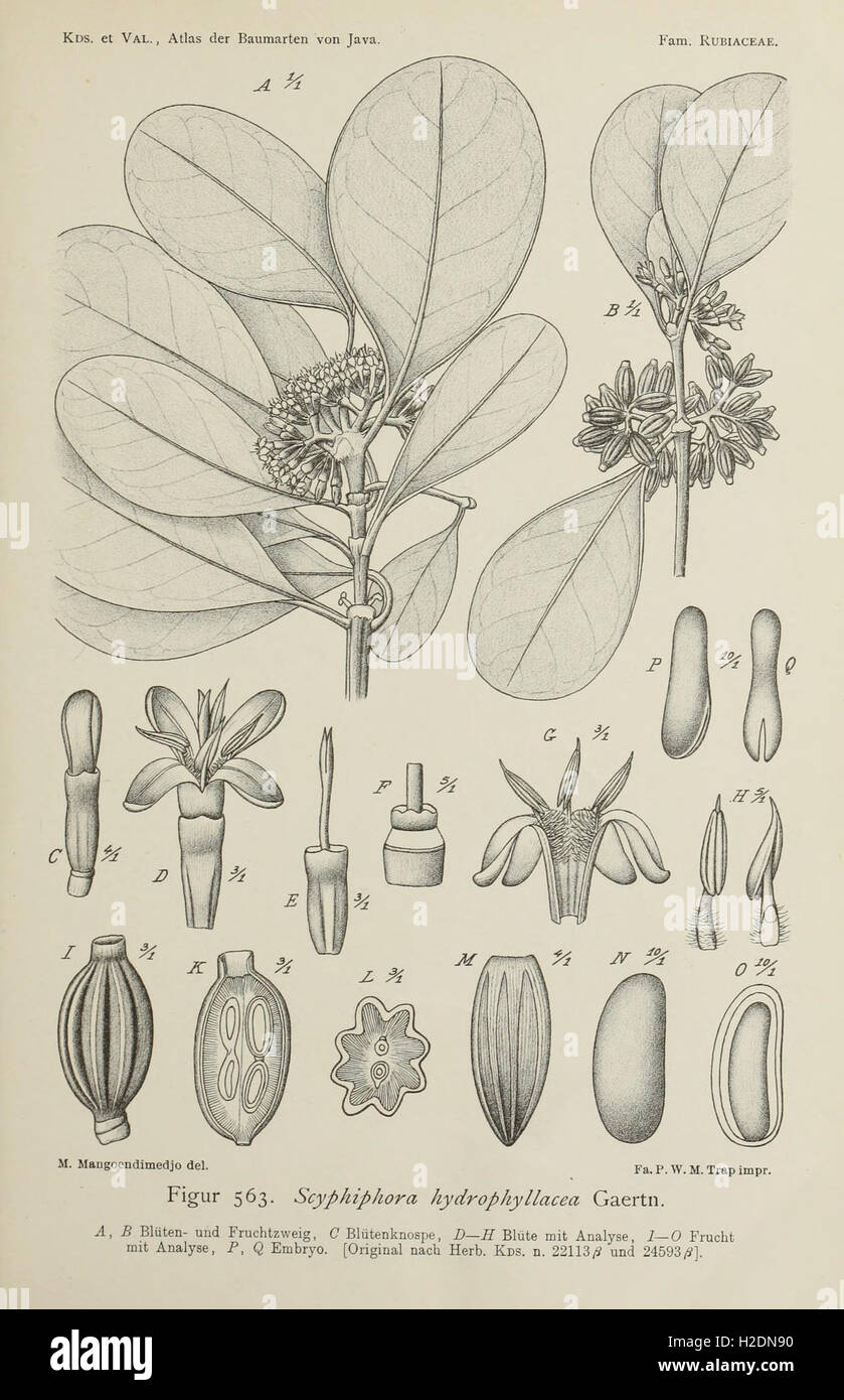 This figure from the 'Atlas der Baumarten von Java' provides detailed ...