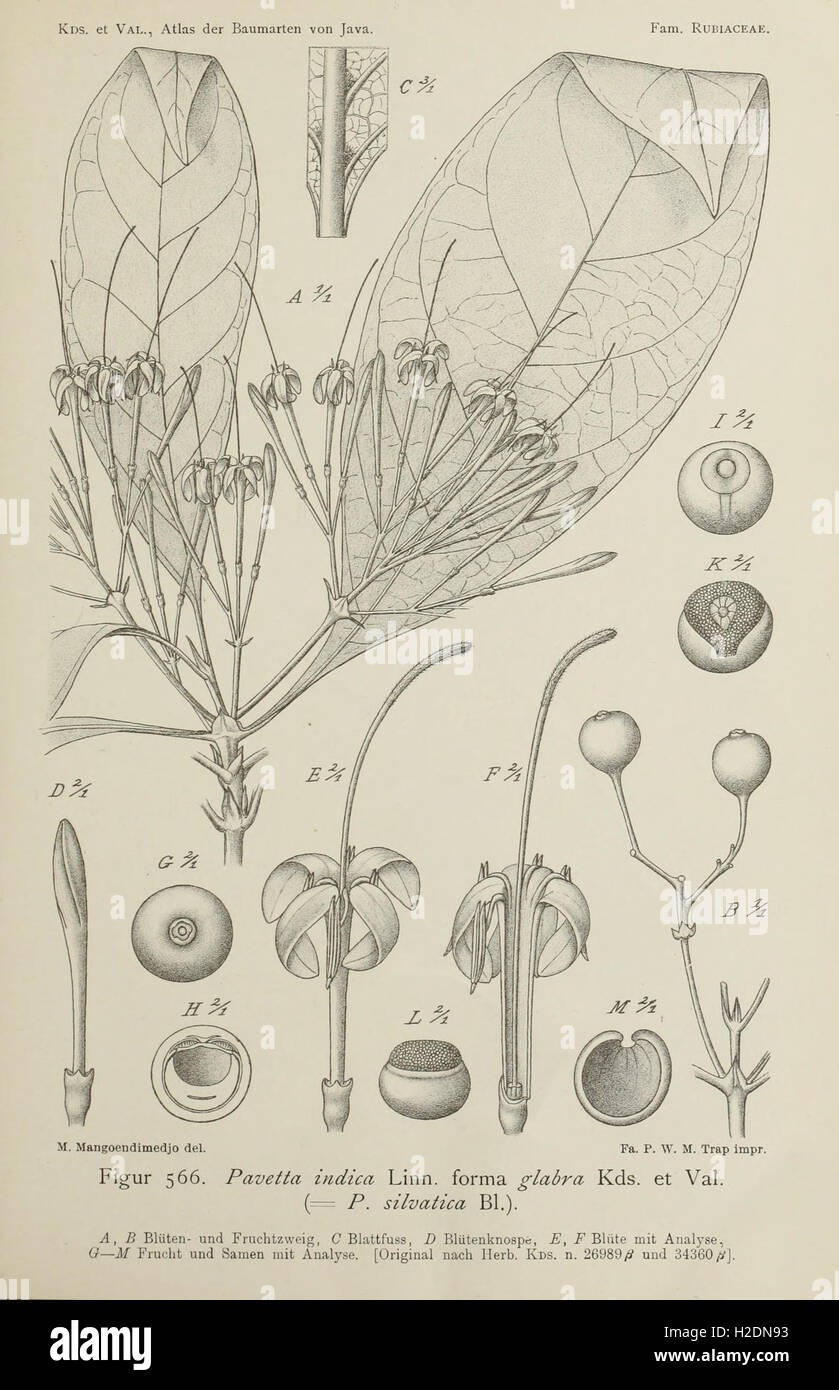 This atlas provides detailed illustrations of tree species native to ...