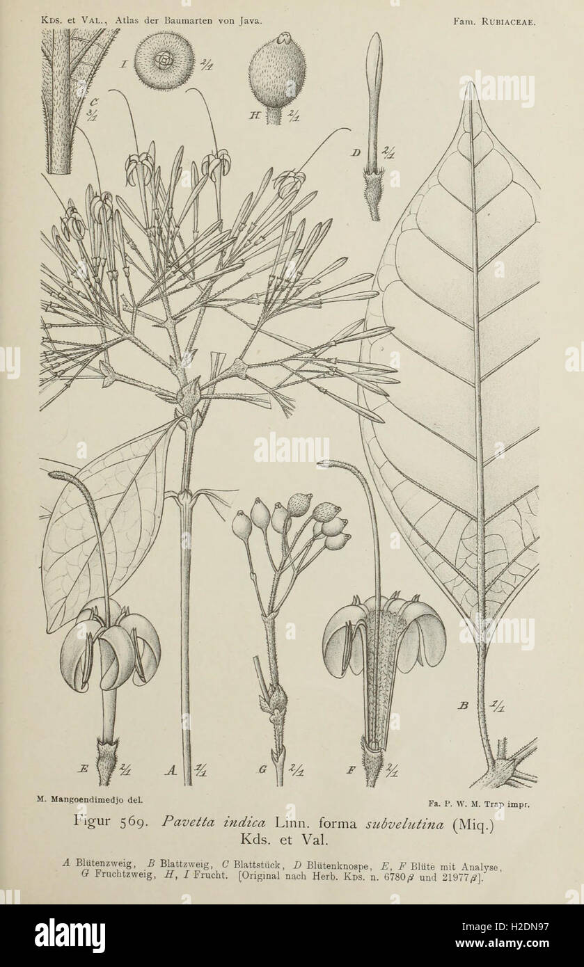 This atlas presents detailed illustrations and descriptions of tree ...