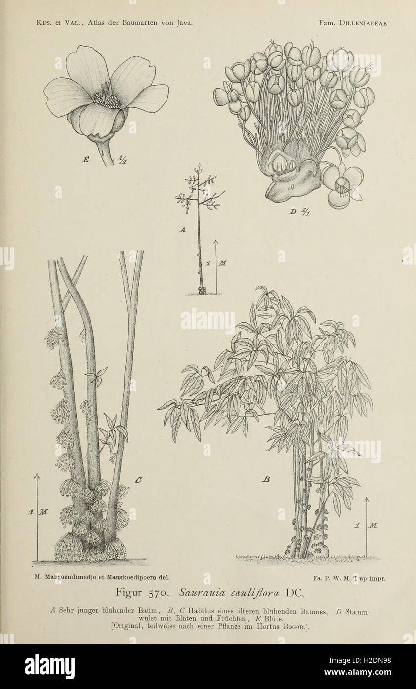 This atlas illustrates the tree species of Java, featuring detailed ...