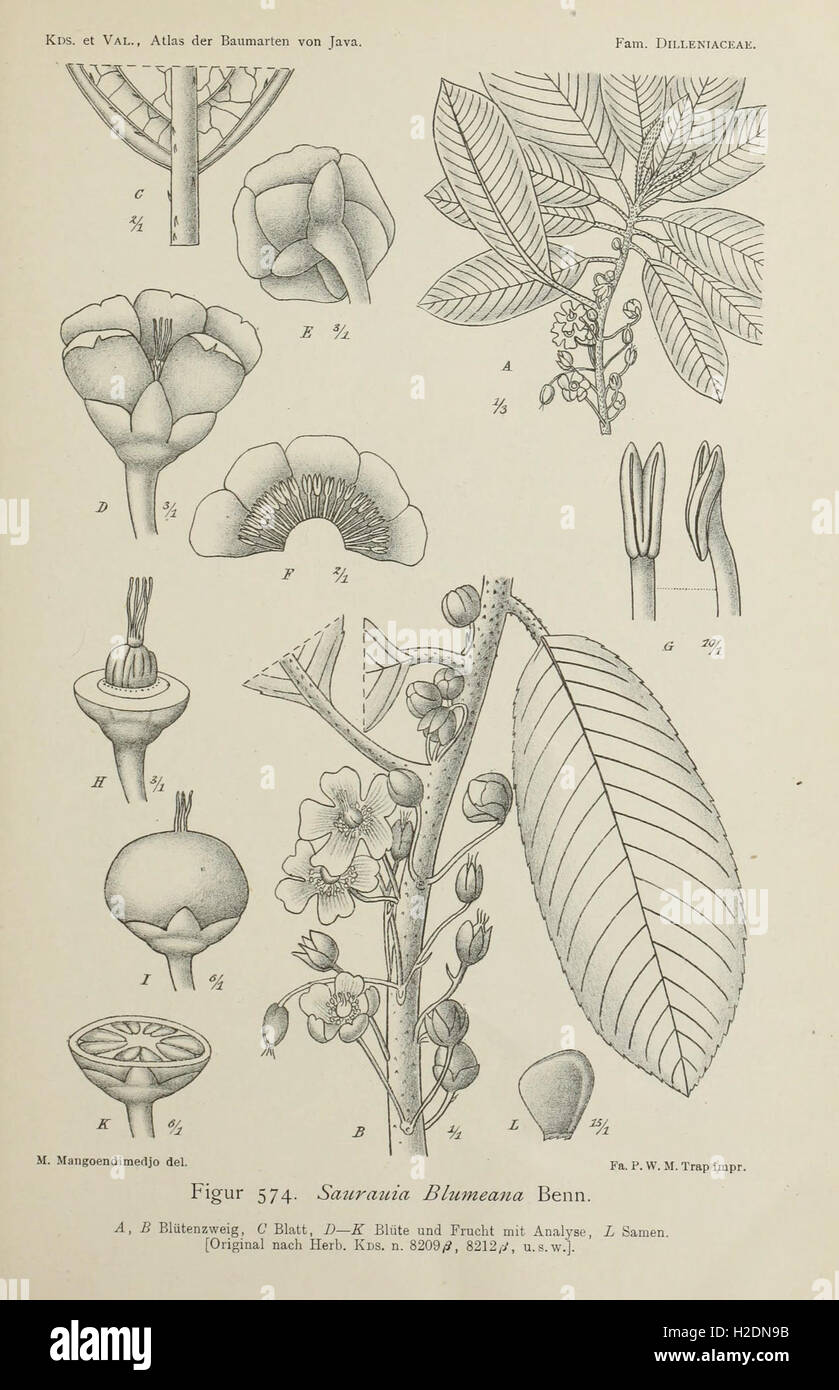This atlas presents various tree species native to Java, illustrating ...