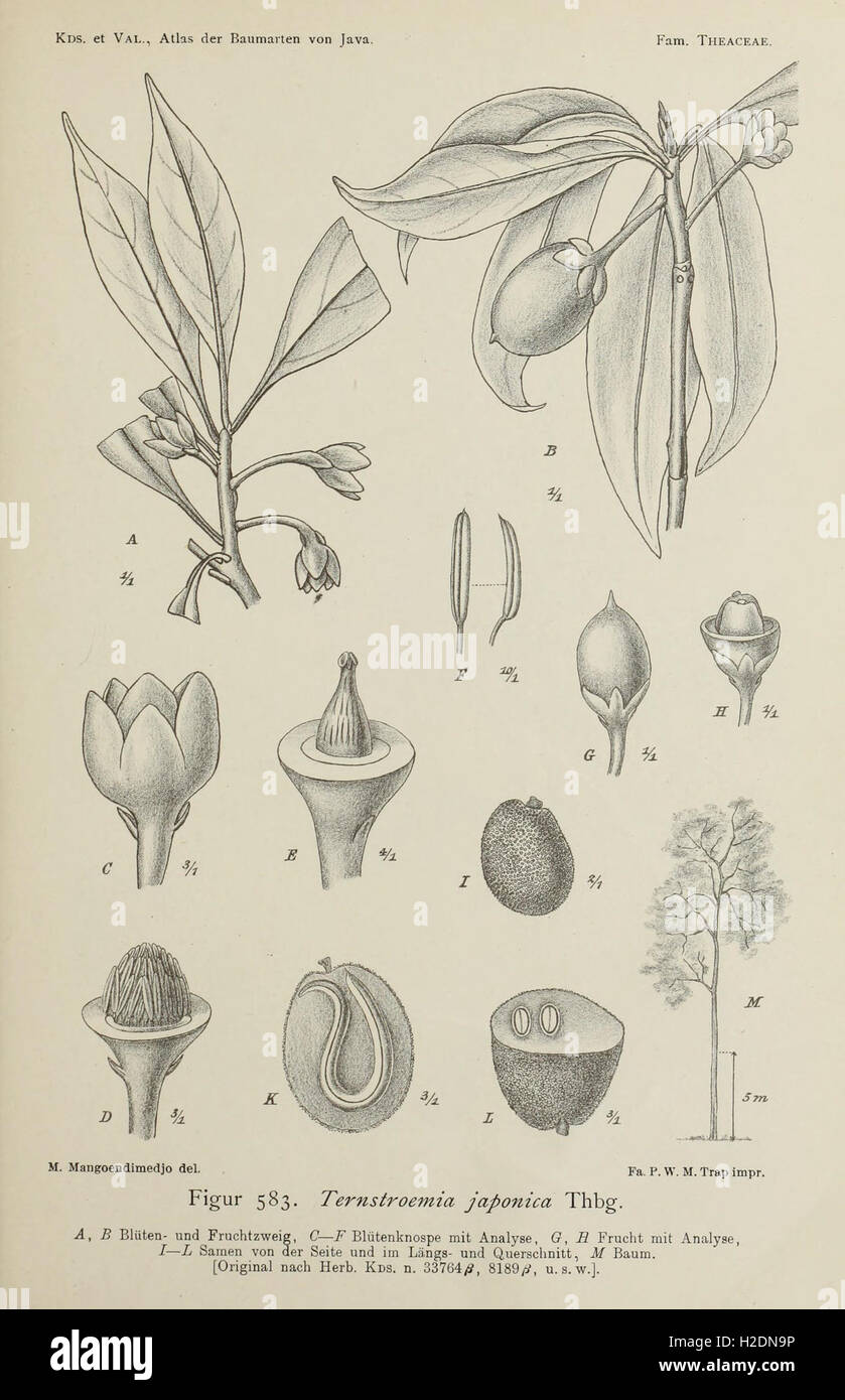 This atlas presents various tree species native to Java, illustrated ...