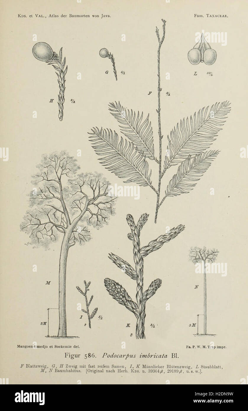 This atlas showcases various tree species found in Java, focusing on ...