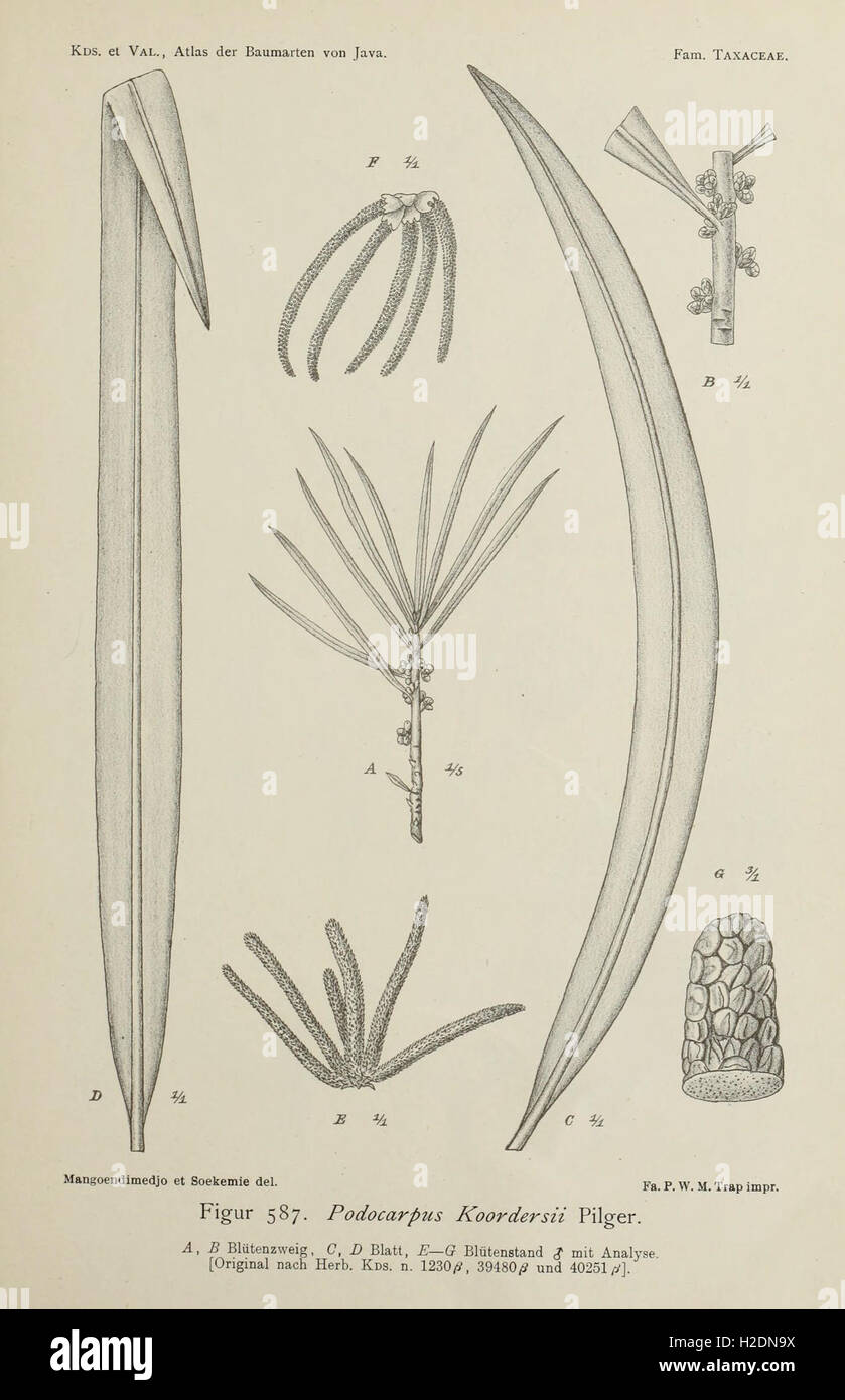 This atlas features the tree species of Java, illustrating and ...