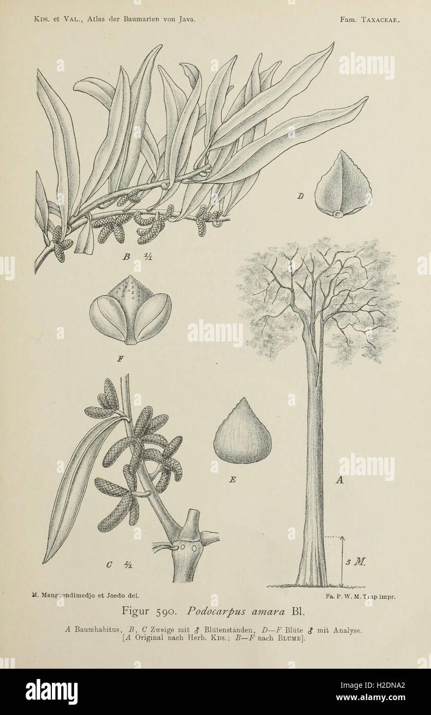 An atlas of tree species from Java, featuring detailed illustration in ...