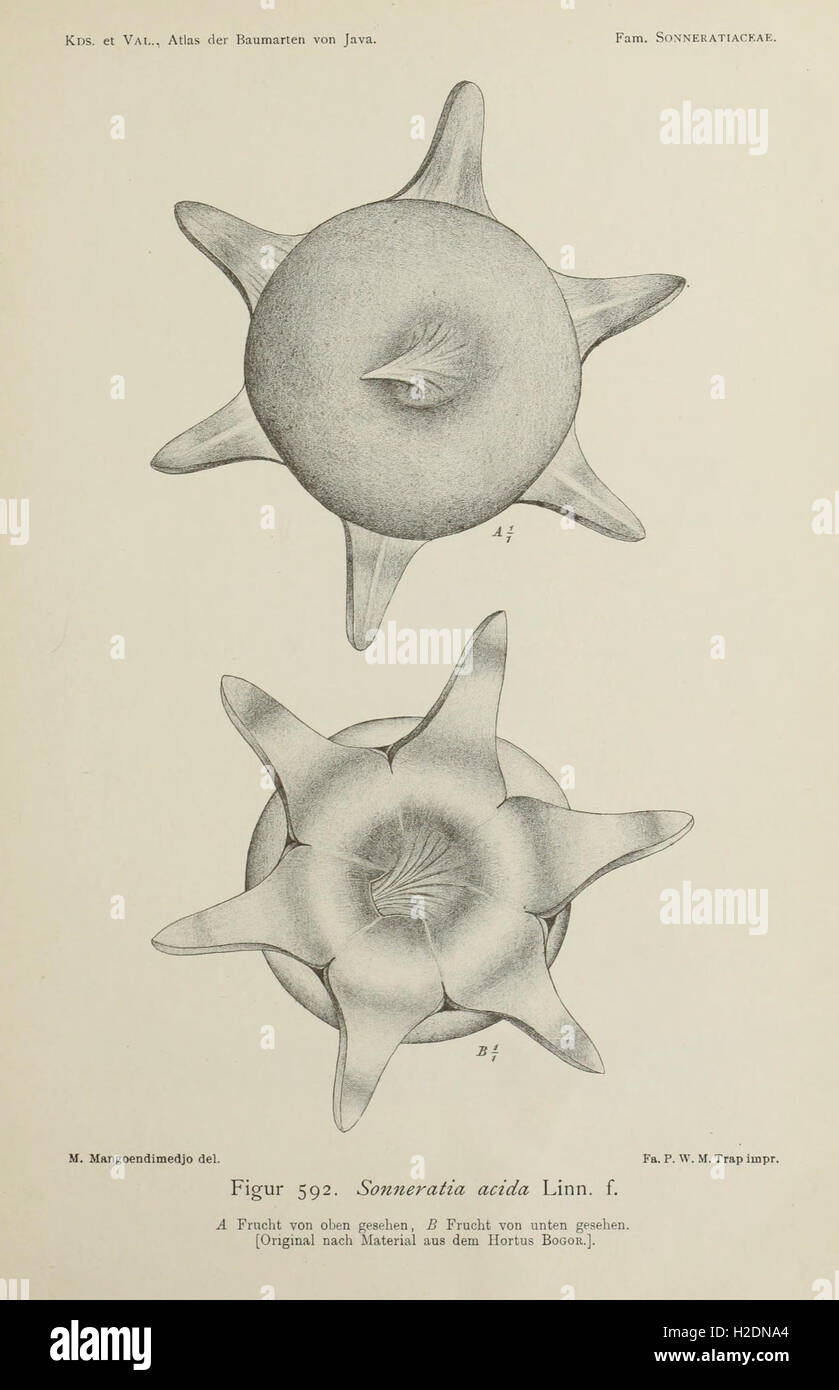 This atlas presents a detailed survey of tree species from Java, with ...