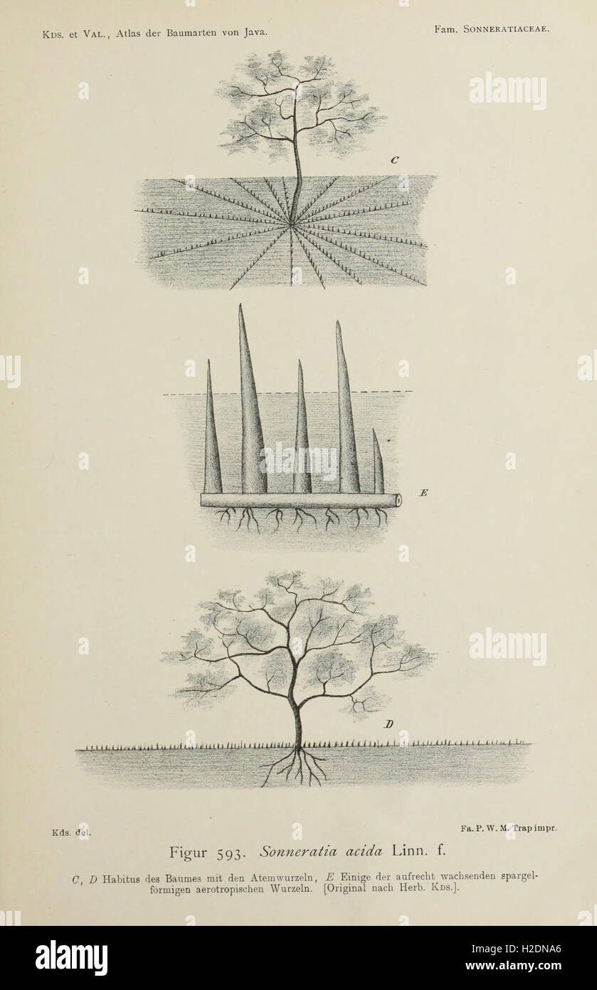 This atlas presents various tree species native to Java, illustrating ...
