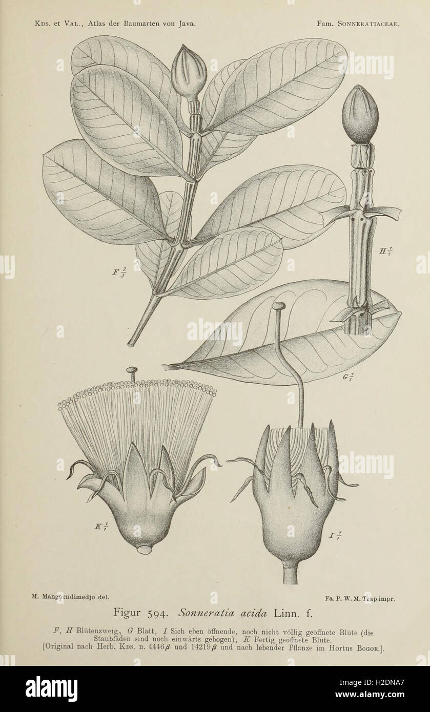 'Atlas der Baumarten von Java' is an illustrated reference work ...