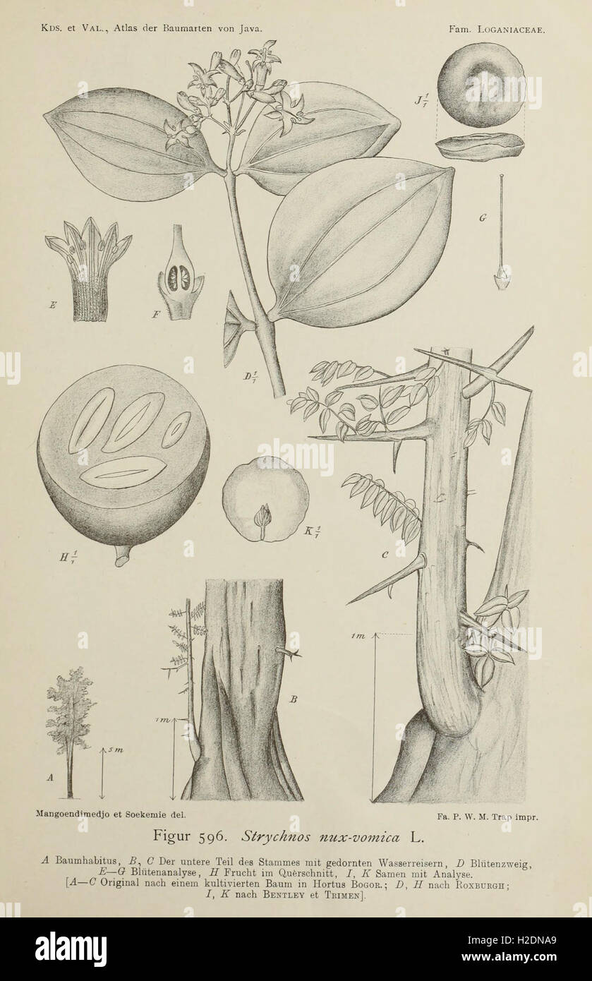 An atlas depicting the tree species of Java, offering insights into the ...