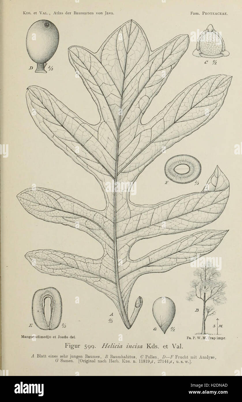 This atlas provides detailed illustrations and descriptions of the tree ...