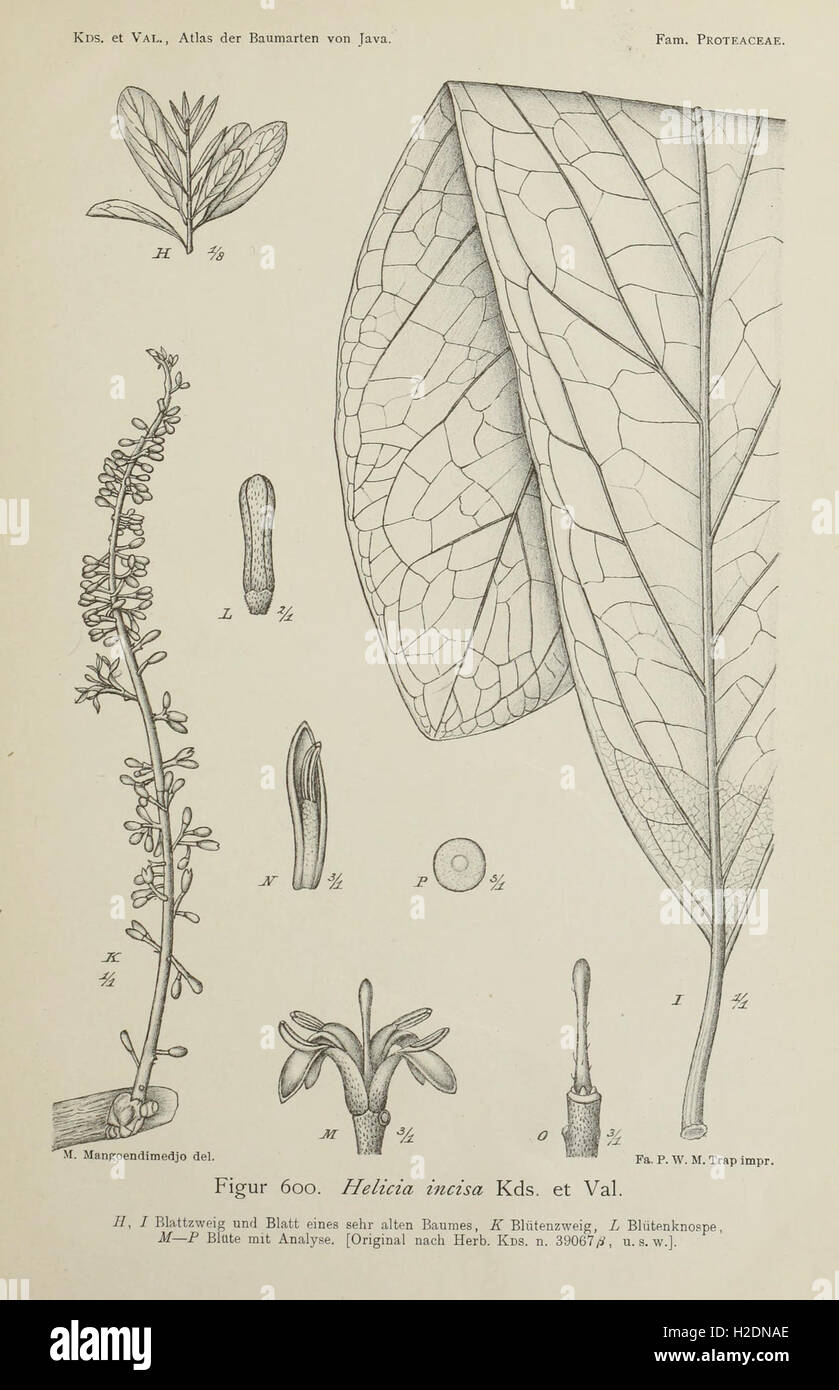 An atlas of tree species from Java, with Figure 600 depicting specific ...