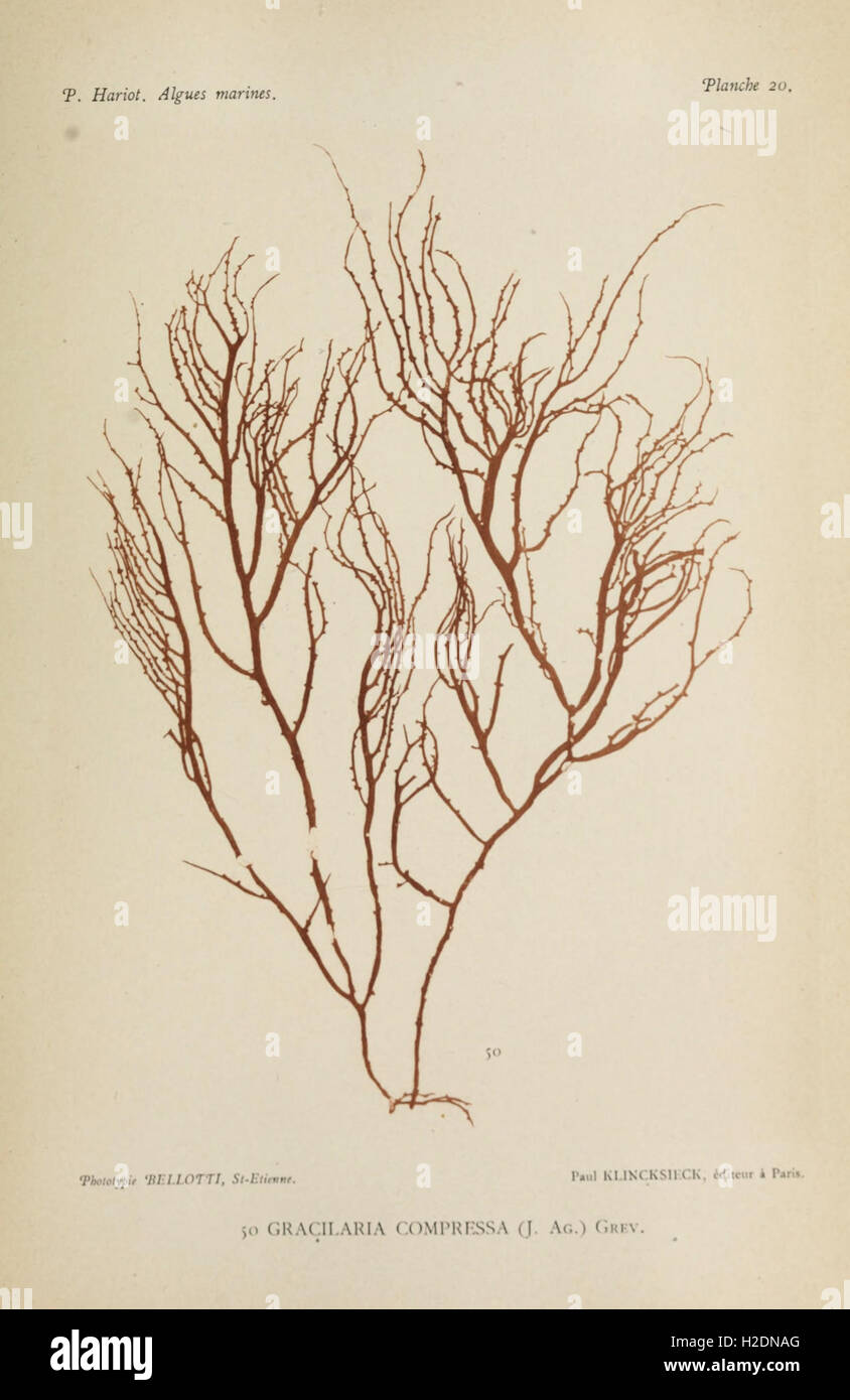 This atlas presents the most common marine algae species along the ...