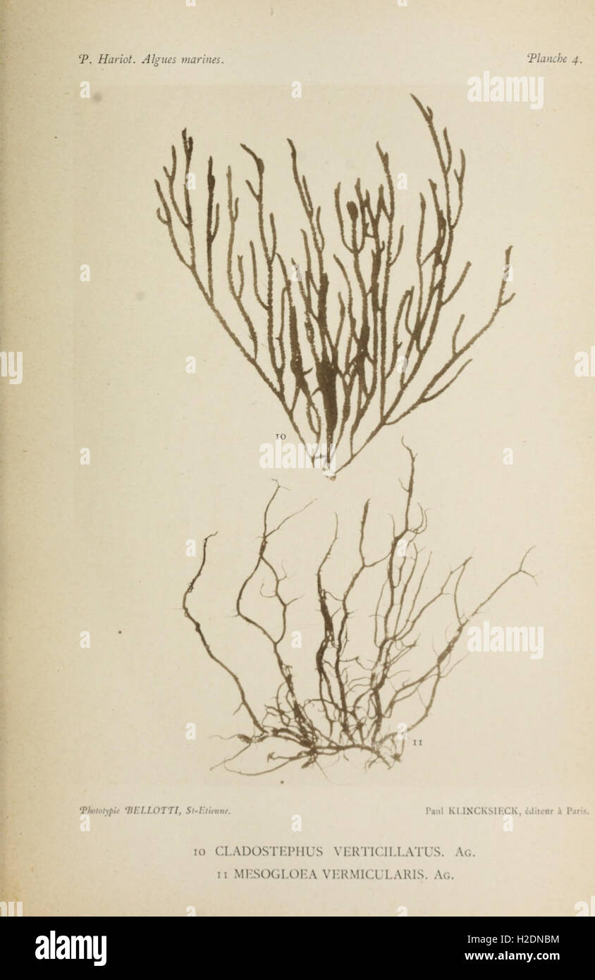 Plant of the intertidal zones hi-res stock photography and images - Alamy