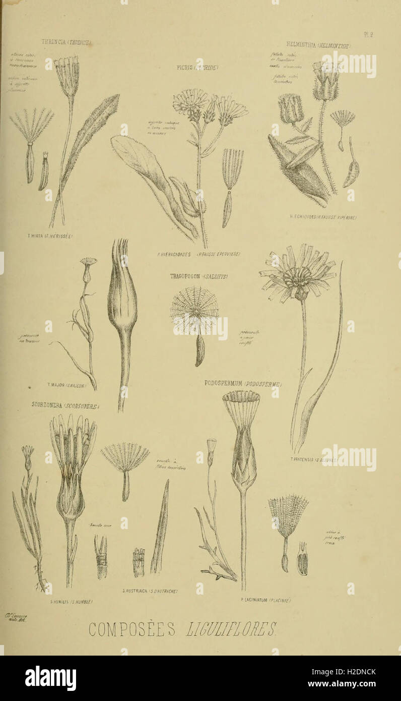 Specific morphological characteristics hi-res stock photography and ...