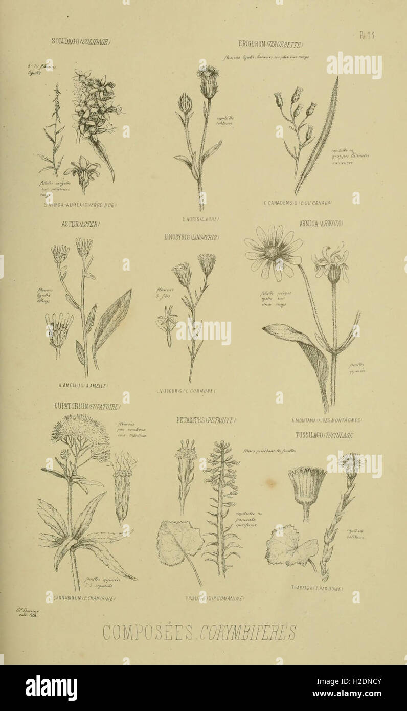 This botanical atlas provides a detailed overview of the specific ...