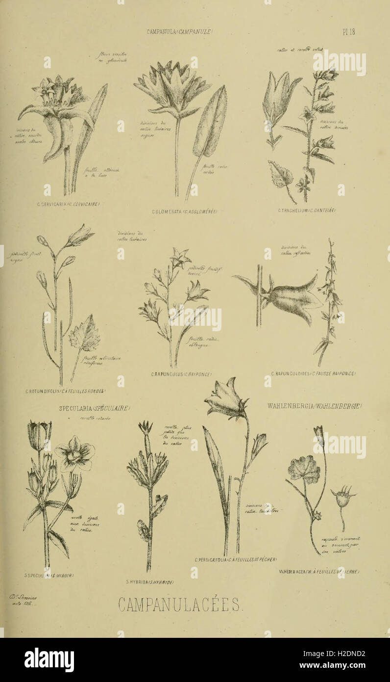 Specimens morphological characteristics hi-res stock photography and ...
