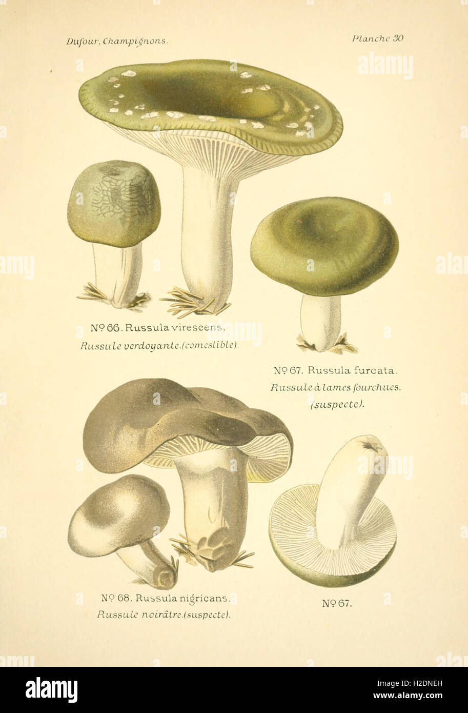 This is an illustration from an atlas depicting edible and poisonous ...