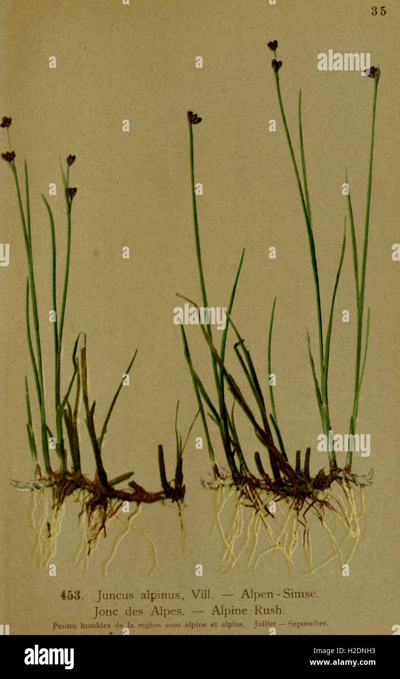 An atlas documenting alpine plant species, detailing their distribution ...