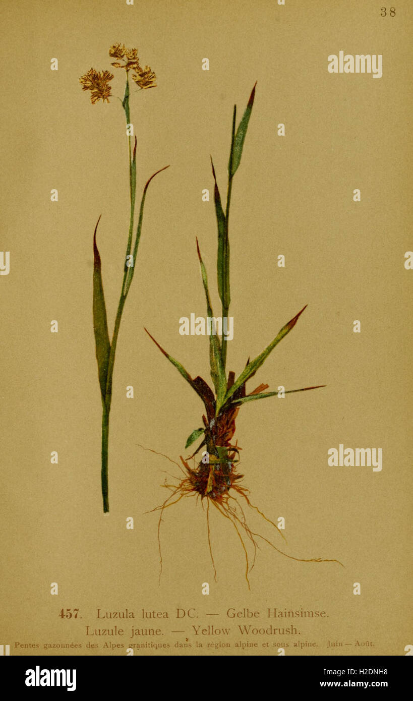 This page from the 'Atlas de la Flora Alpine' displays a detailed ...