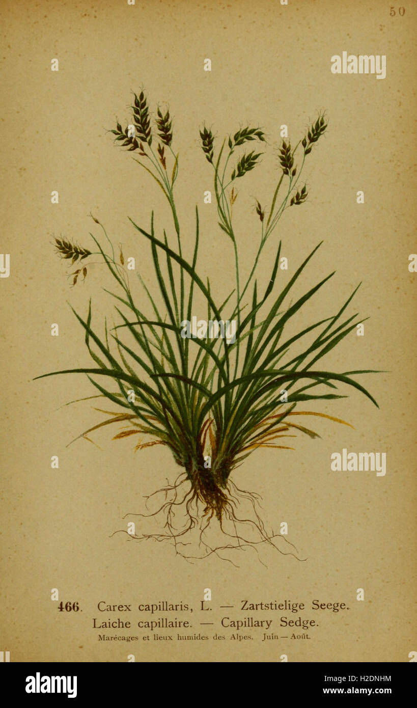 This page from the 'Atlas de la Flora Alpine' provides detailed ...