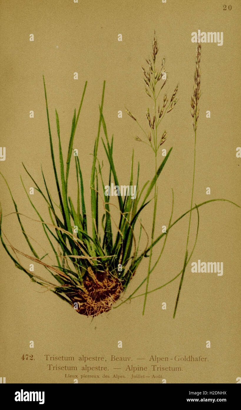 A botanical atlas documenting the alpine flora, focusing on plant ...