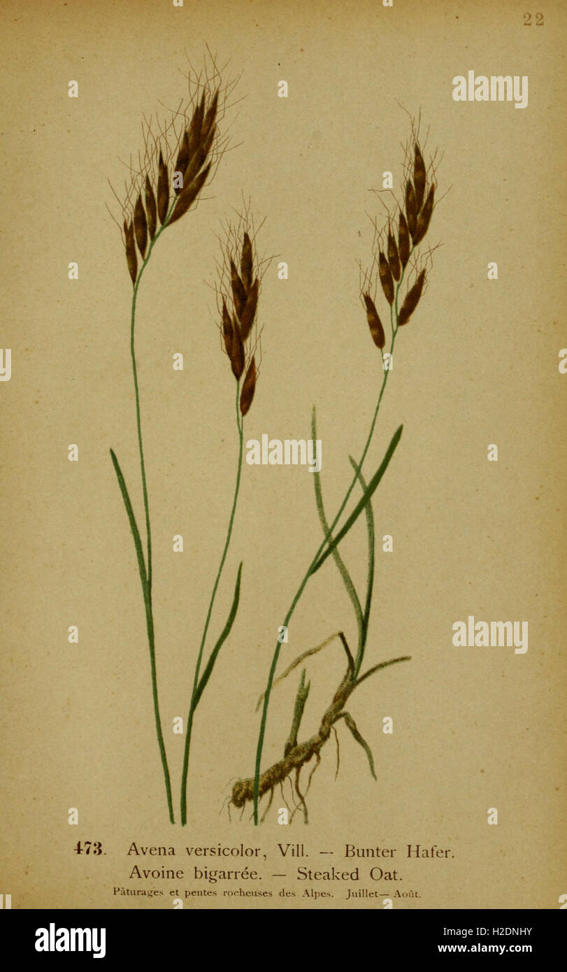 This atlas offers detailed illustrations and descriptions of alpine ...