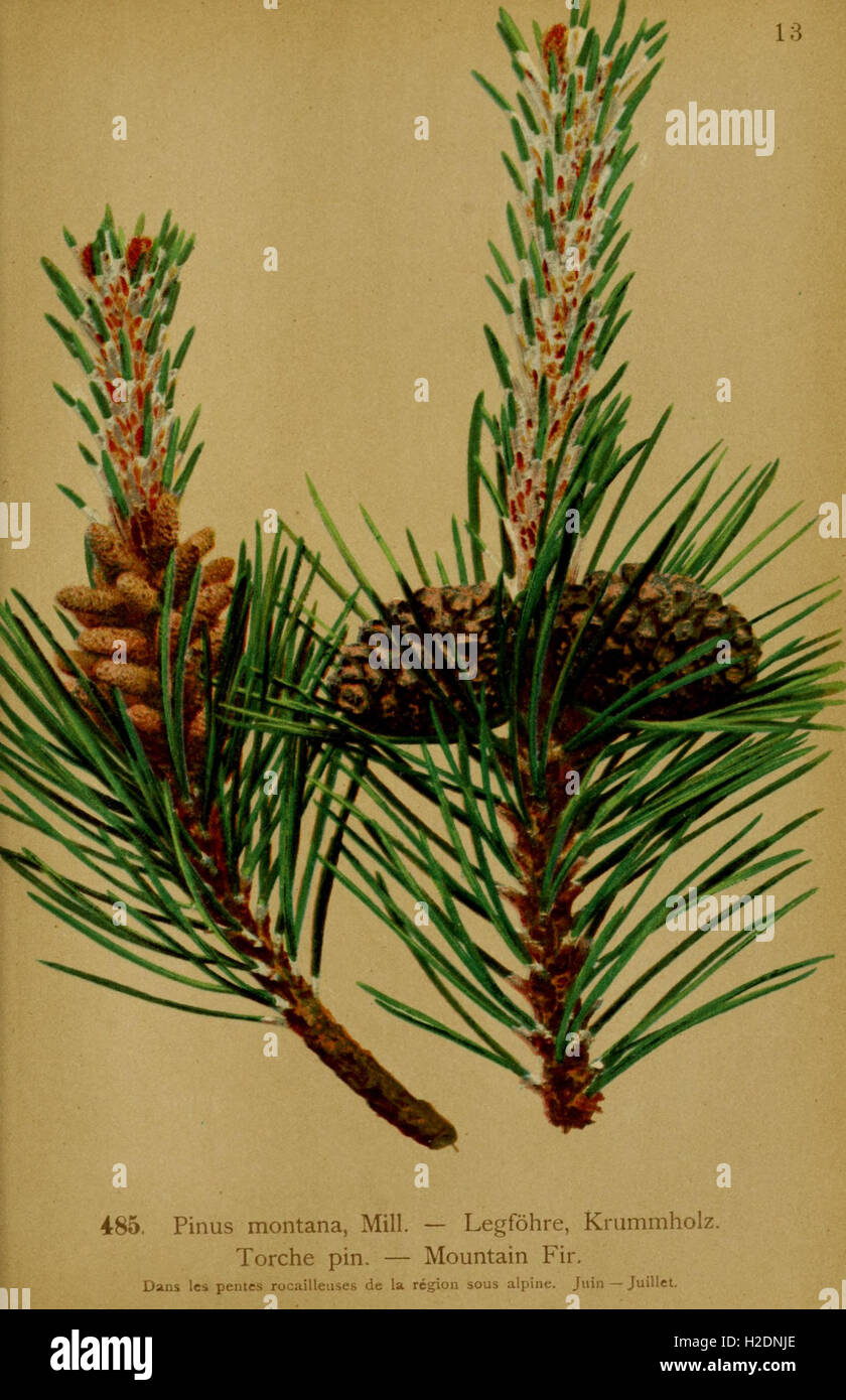 This atlas presents a detailed study of alpine flora, showcasing ...