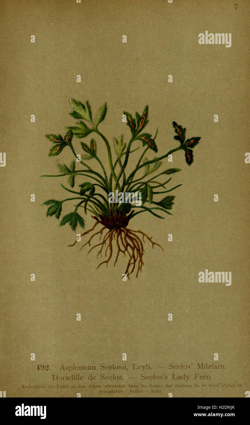 A detailed atlas of alpine flora, focusing on plant species found in ...