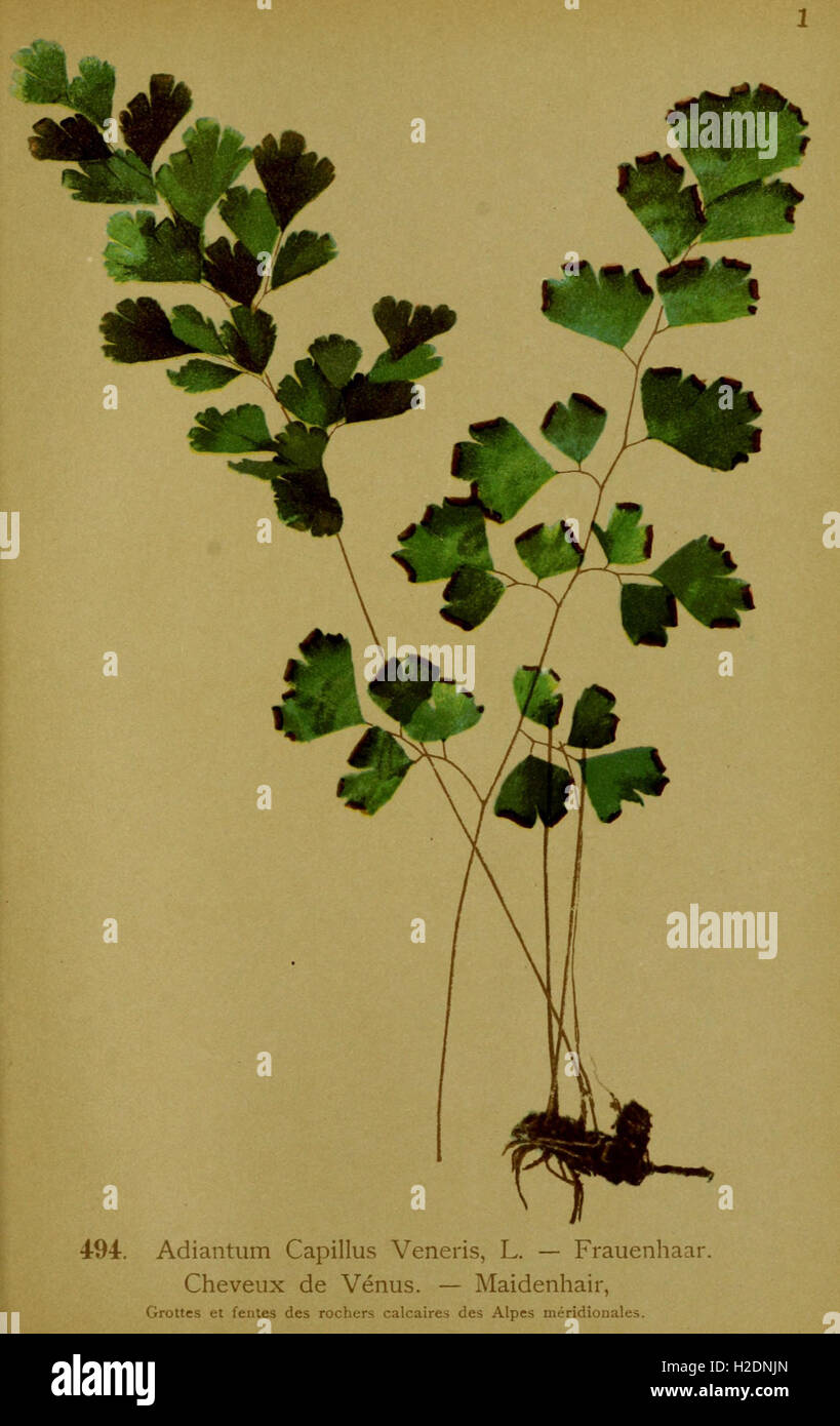 This page of the Atlas de la Flora Alpine showcases the diversity of ...