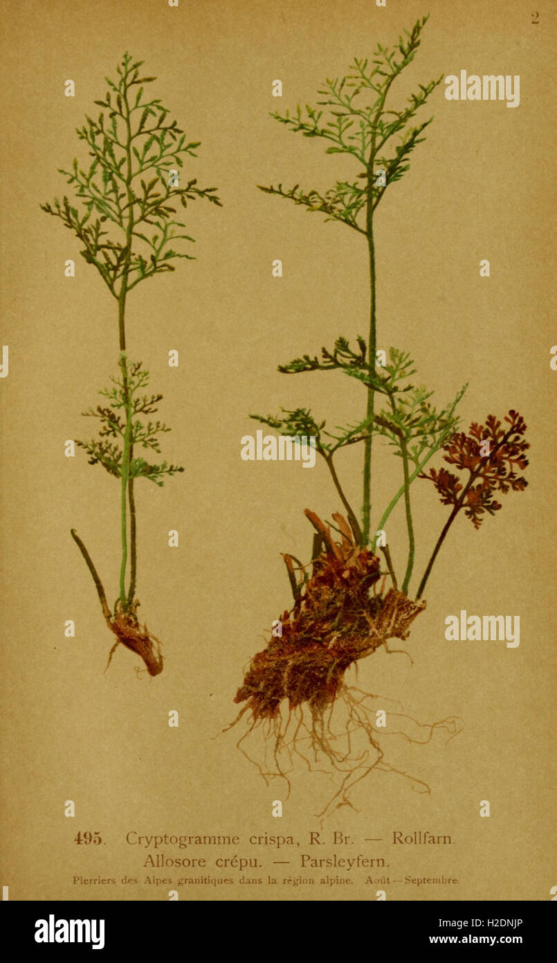 This atlas provides detailed descriptions and illustrations of alpine ...