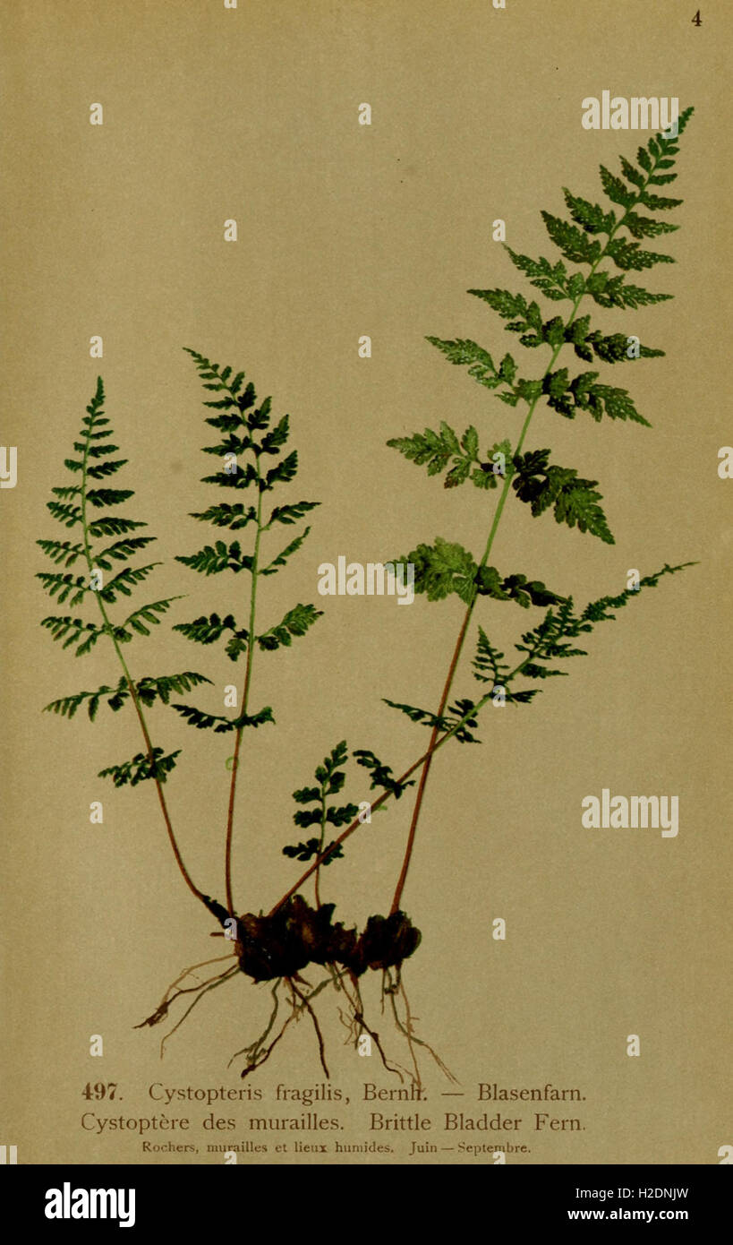 This atlas provides a comprehensive guide to alpine plant species ...