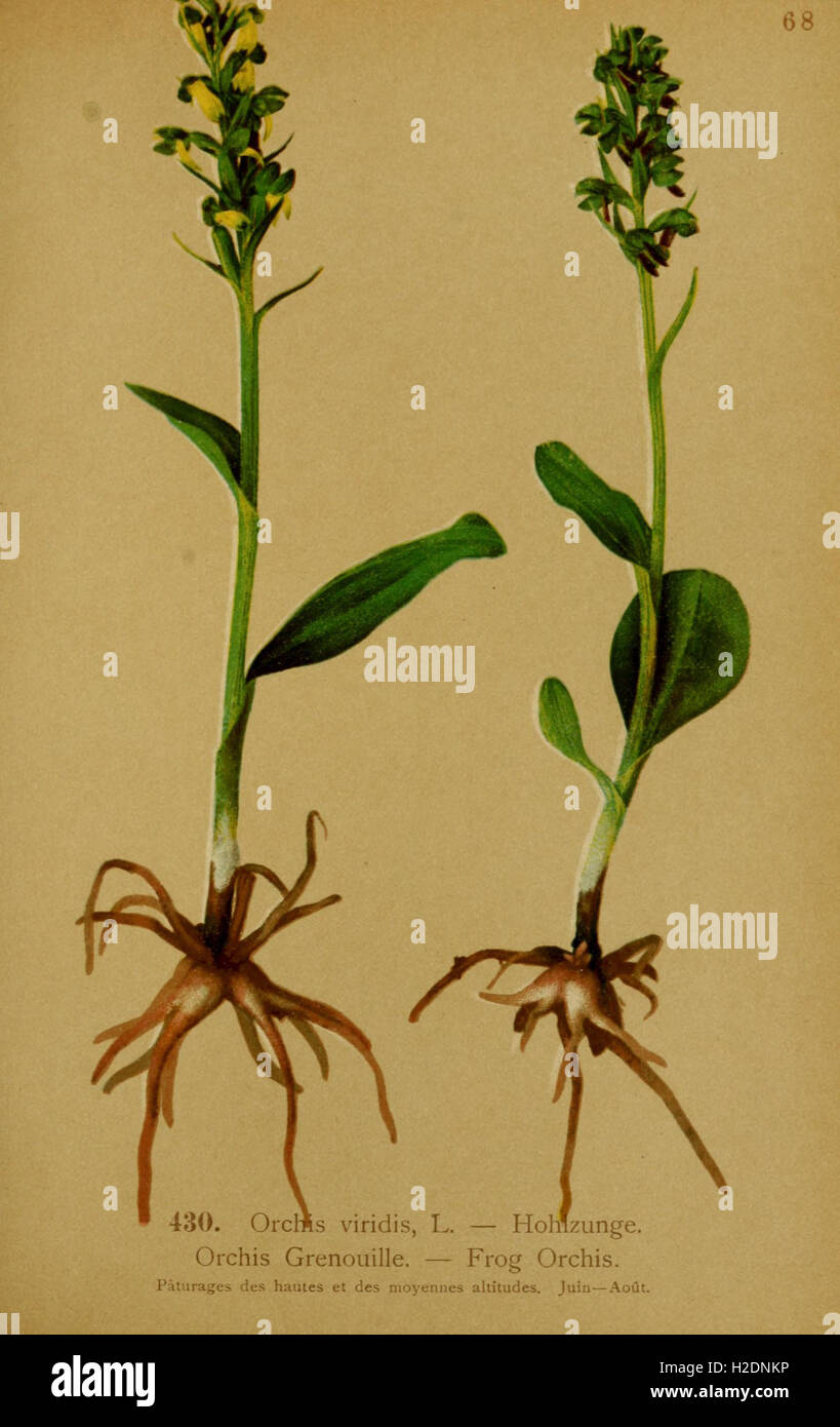 This page of the Atlas showcases alpine flora, presenting plant species ...