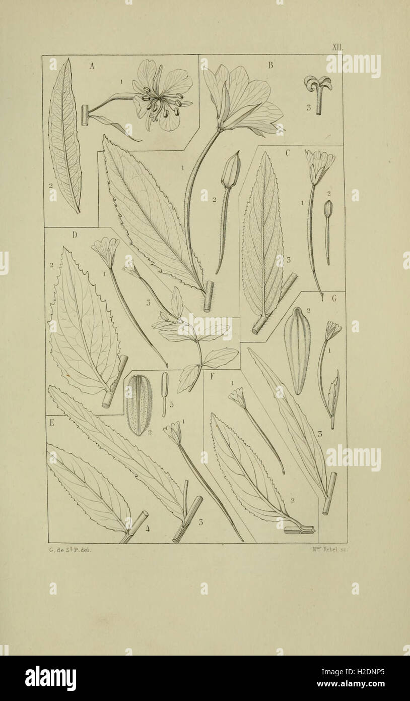 This botanical atlas illustrates various species of plants around Paris ...