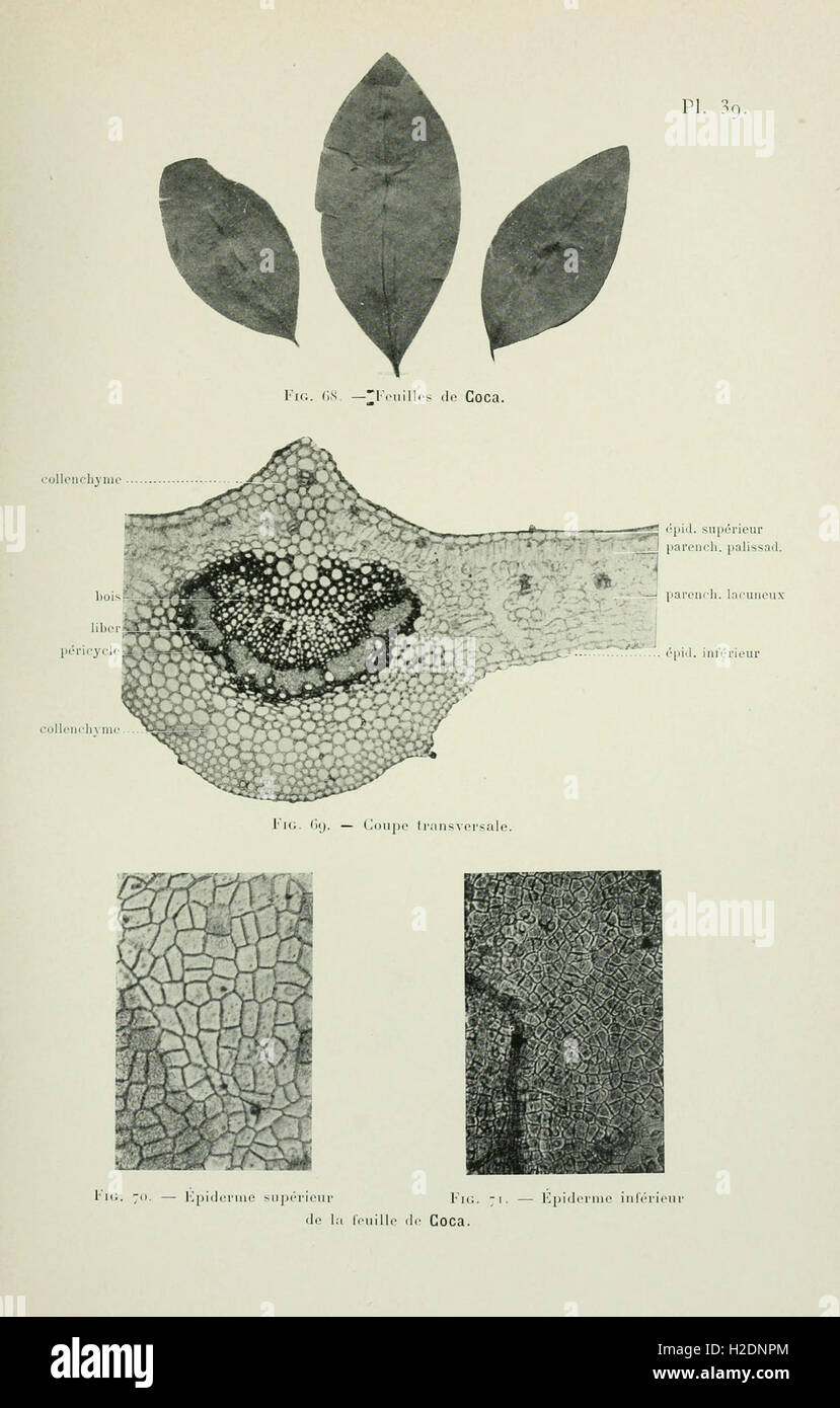 This atlas showcases photomicrographs of medicinal plants, providing ...