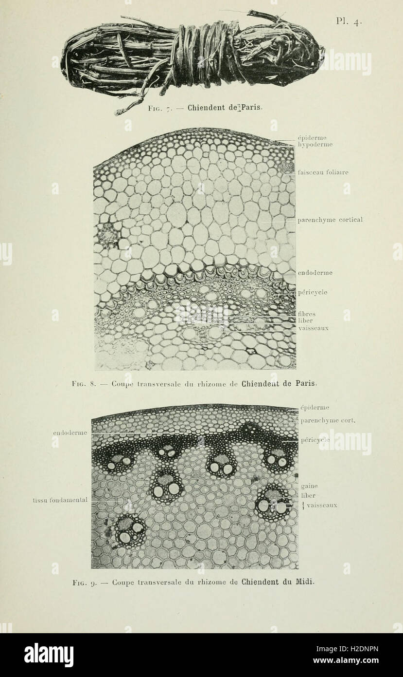 This atlas features photomicrographs of medicinal plants, capturing ...