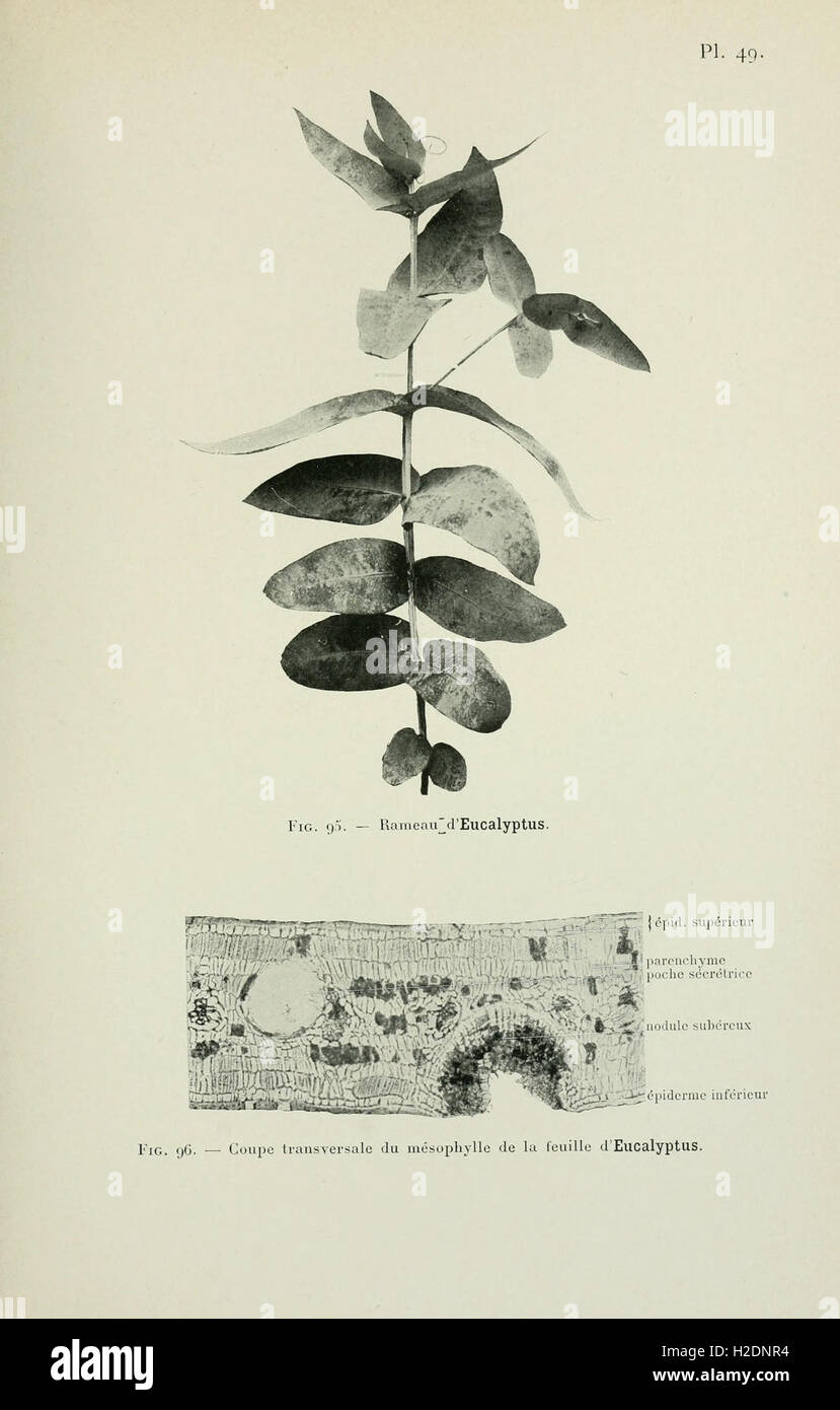 This atlas features photomicrographs of medicinal plants, providing ...