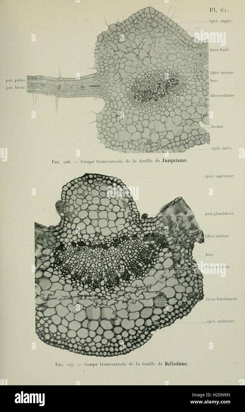 An atlas of photomicrographs detailing the medicinal plants under close ...
