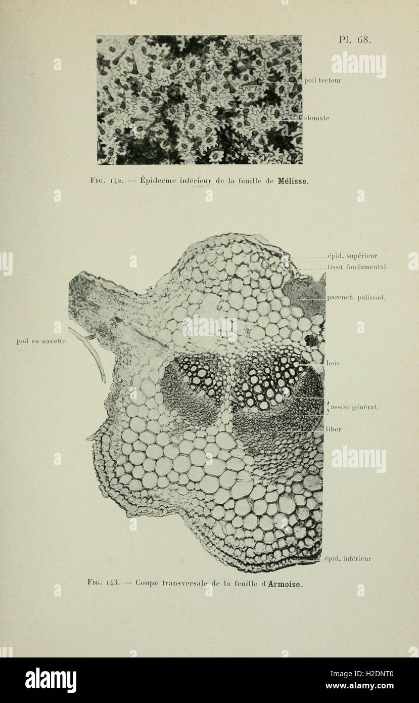 An atlas focused on photomicrography of medicinal plants, providing ...