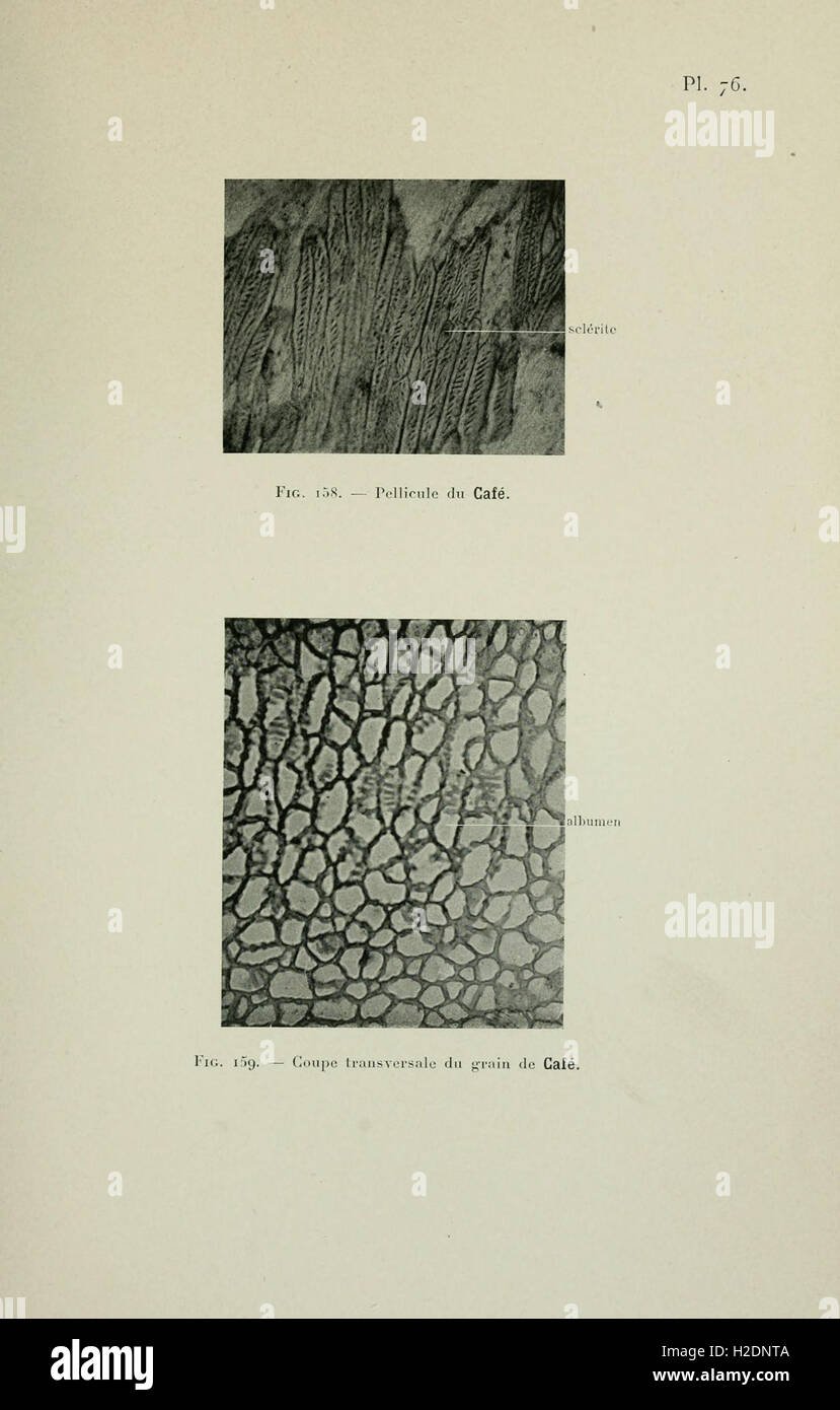 Atlas de photomicrographie des plantes médicinales (Page 223 Stock ...